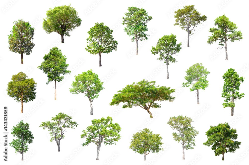 Isolated Trees on white background , The collection of trees. Stock ...