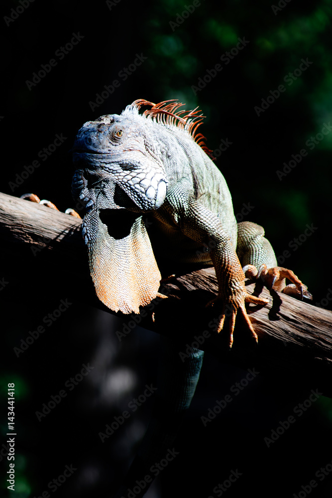Grand Cayman Blue Iguana, an endangered species of lizard. Portrait of ...