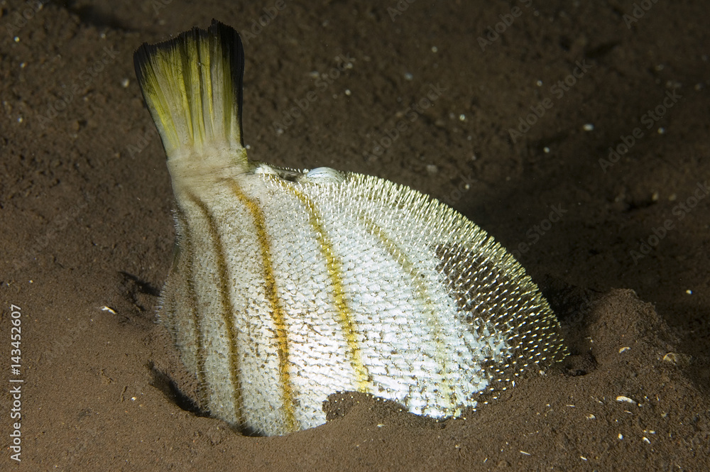 Striped pufferfish, Arothron manilensis, sucked by bobbit worm, Eunicid ...