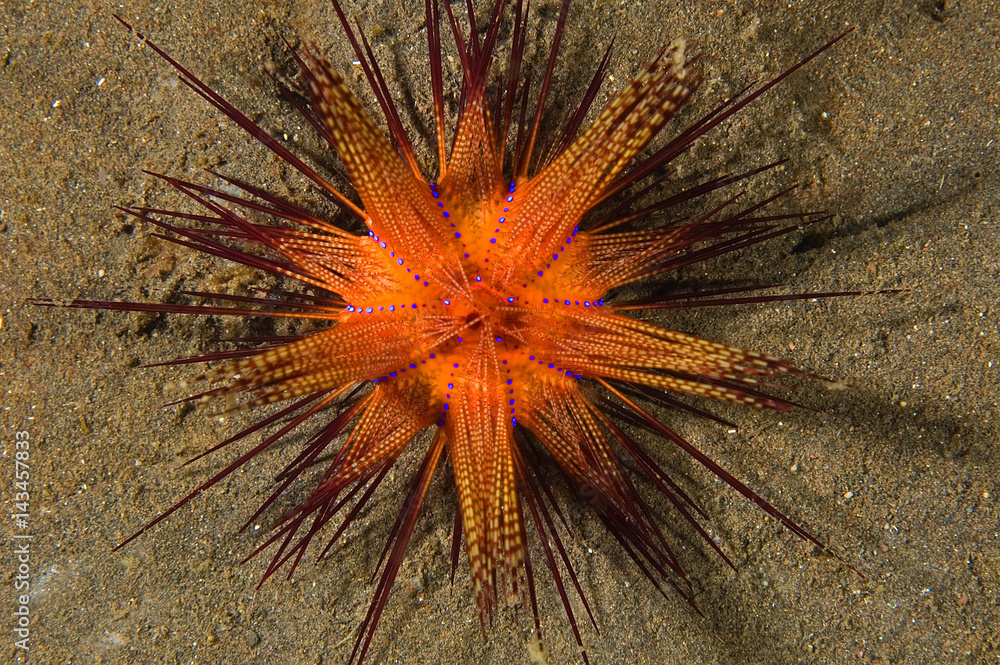 Venomous sea urchin, Astropyga radiata, Bali Indonesia. Stock Photo ...
