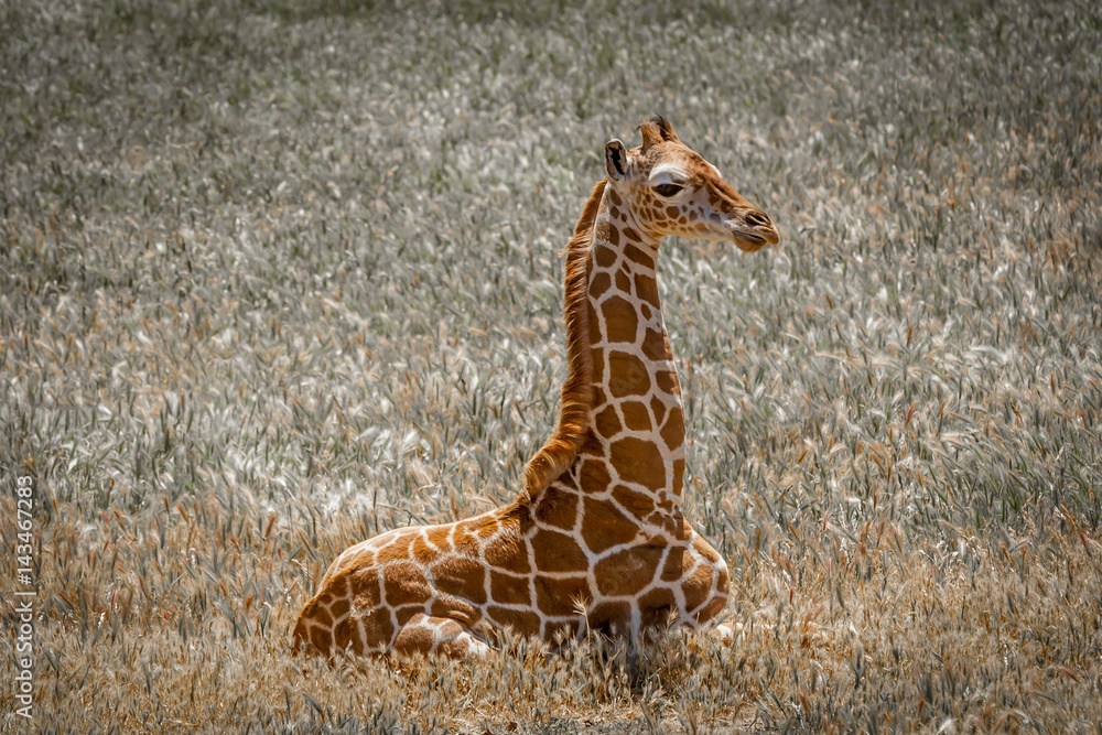Baby Giraffe Sitting