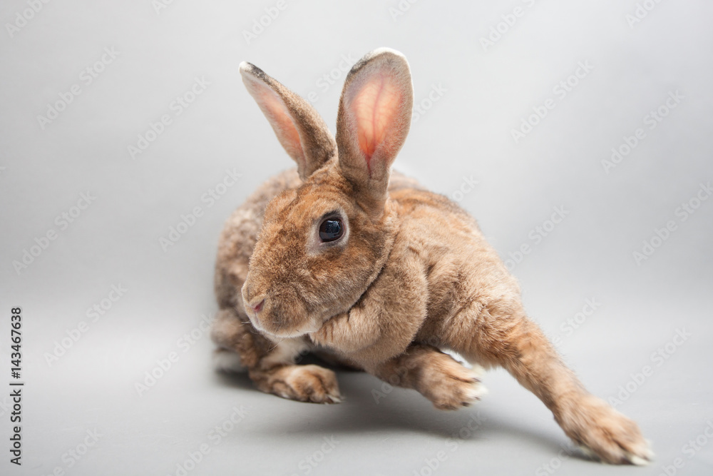 Fast running bunny rabbit on a seamless light background Stock Photo ...