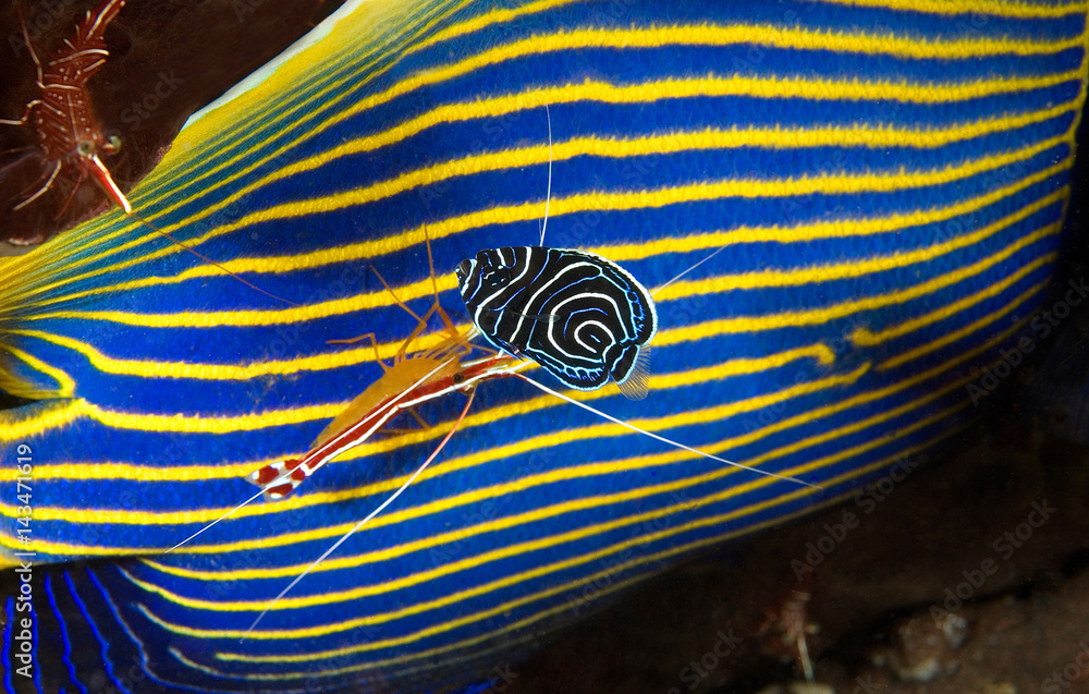 Emperor Angelfish Adult