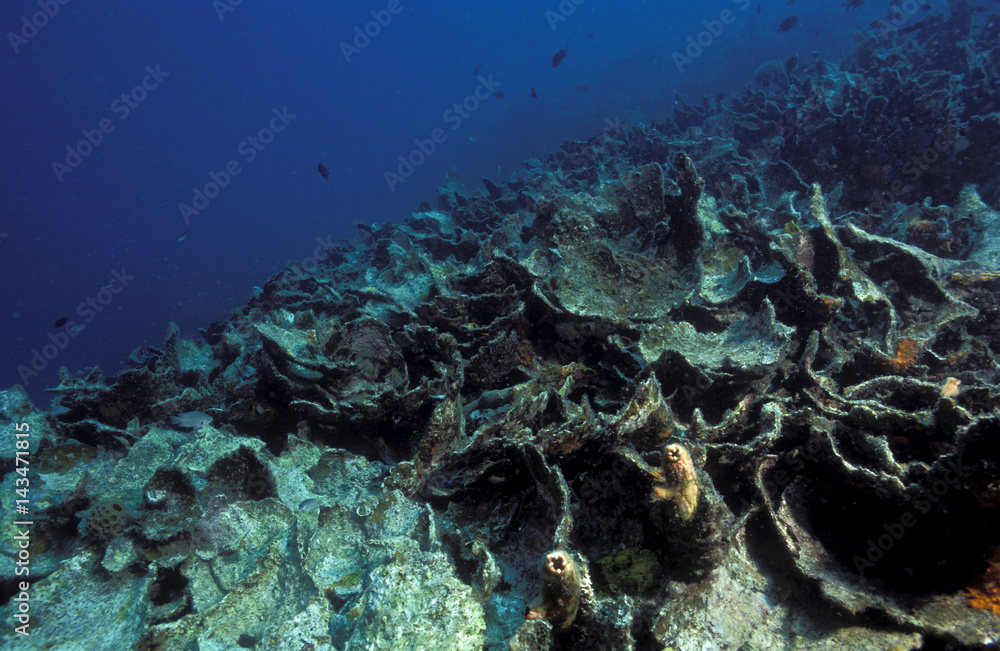 Foto de Dead corals after serious bleaching due from El Nino, Coron ...