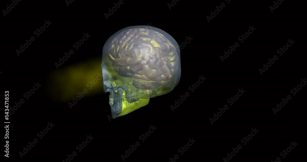 Rotating transparent human skull and brain. Looping 3d animation. Glow ...