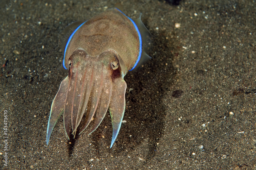 Cuttlefish, Sepia esculenta, Sulawesi Indonesia Stock Photo | Adobe Stock