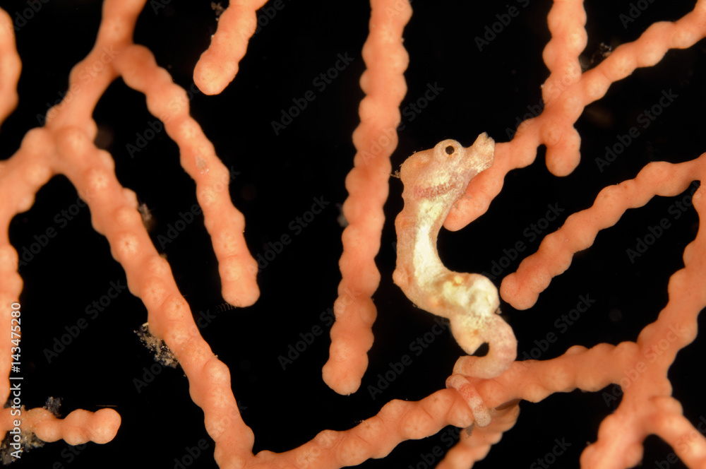 Foto de Pygmy seahorse, Hippocampus denise, Raja Ampat Indonesia do ...