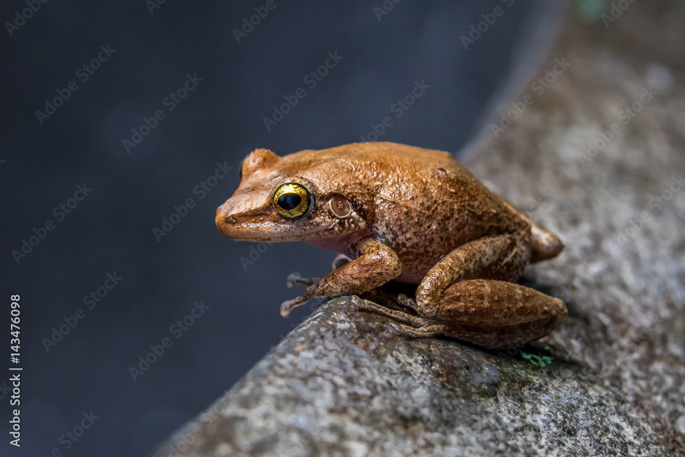 Coqui Frog in Hawaii sitting on a rock bowl Stock Photo | Adobe Stock