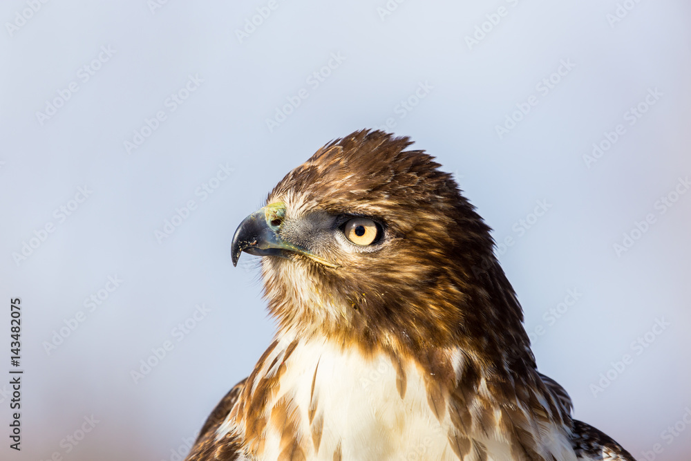 The red-tailed hawk is a bird of prey, one of three species ...