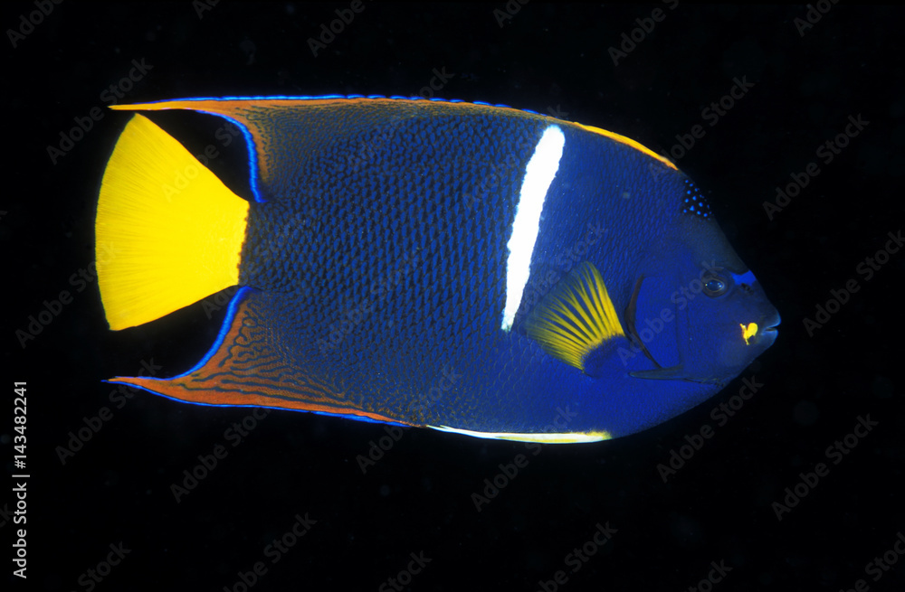 Passer Angelfish