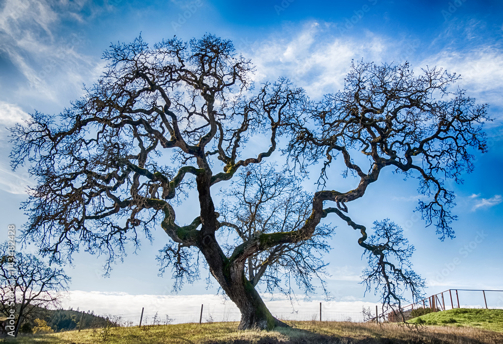 Oak Trees In Winter