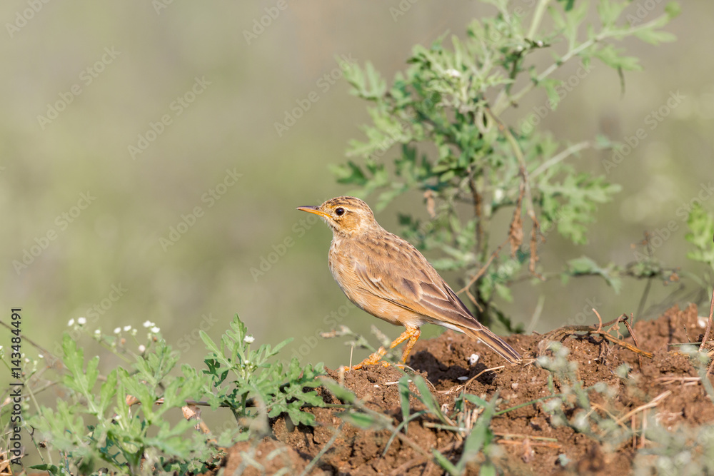 The Malabar lark, or Malabar crested lark is a sedentary breeding bird ...
