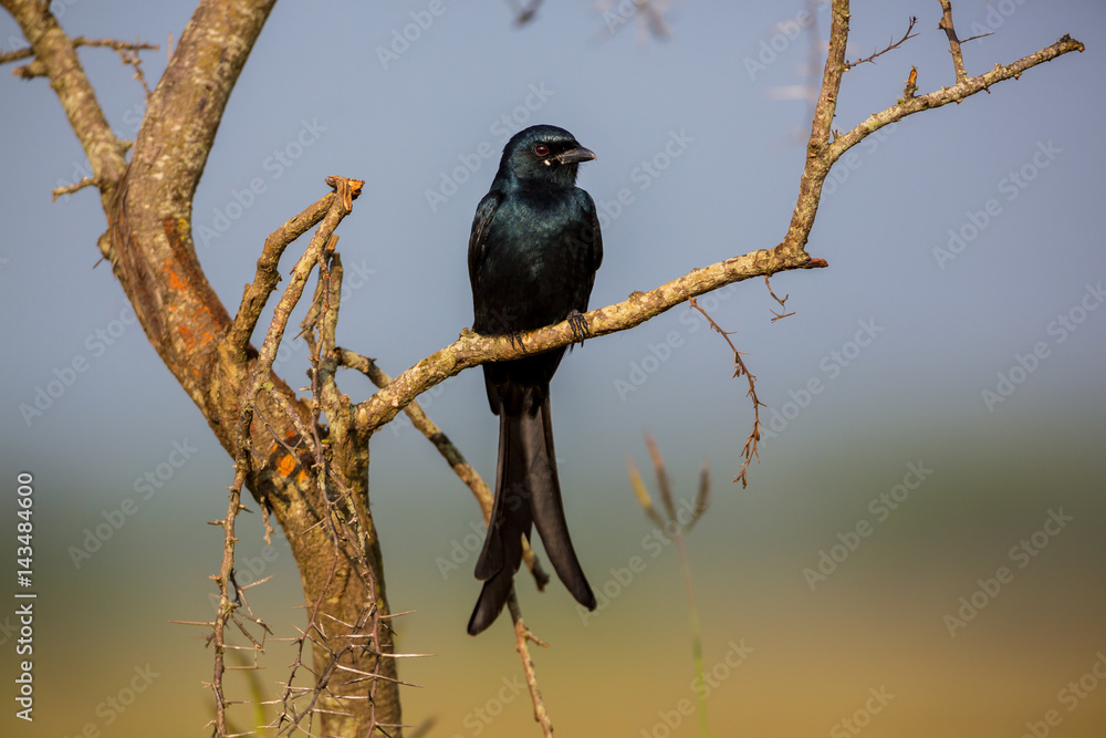 The fork-tailed drongo, also called the common, African , or savanna ...