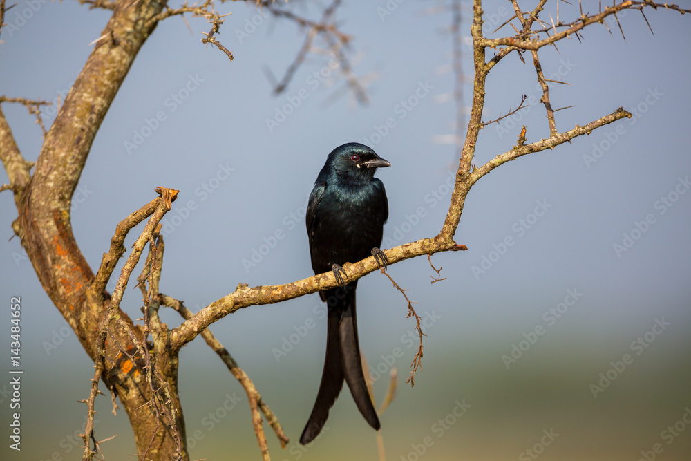 The fork-tailed drongo, also called the common, African , or savanna ...