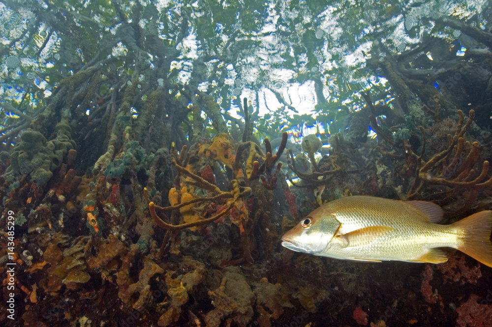Dog snapper, Lutjanus jocu, under mangrove roots Belize. Stock Photo ...