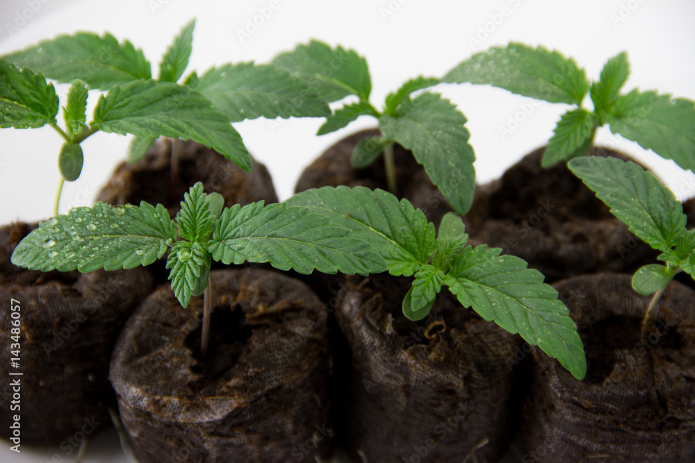 Cannabis seedlings healthy marijuana plants isolated white Stock Photo ...