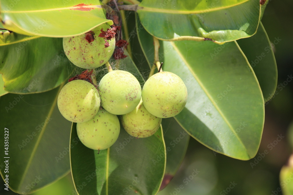 Takamaka Tree or Calophyllum ilophyllum / This Tree grows at the Beach ...
