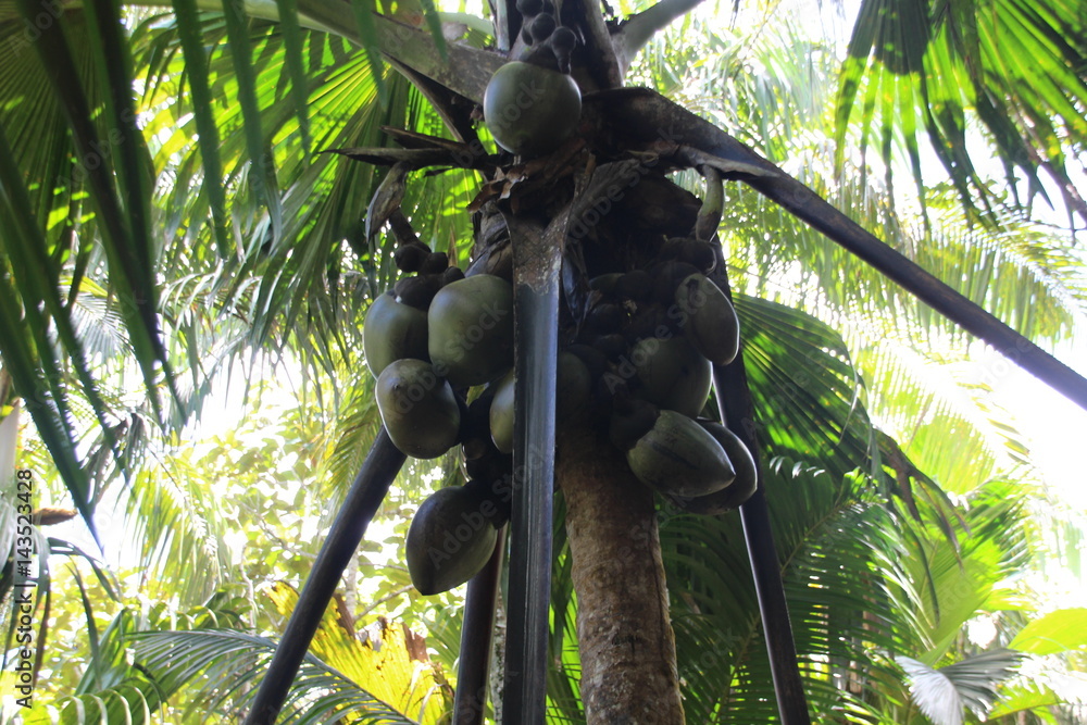 Coco de Mer Palm Tree / Vallée de Mai Nature Reserve, Praslin Island ...