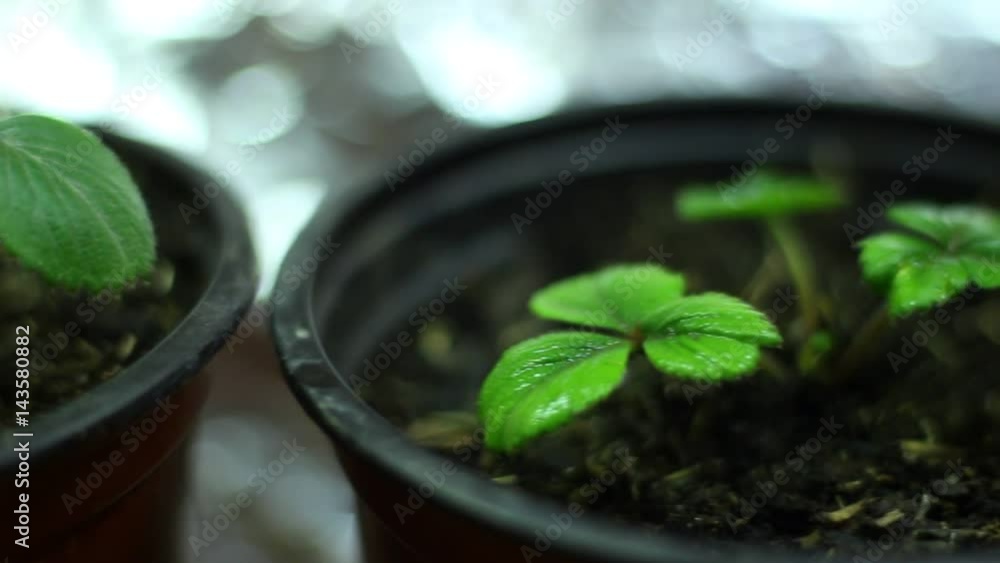 A plant light is an artificial light source, generally an electric ...