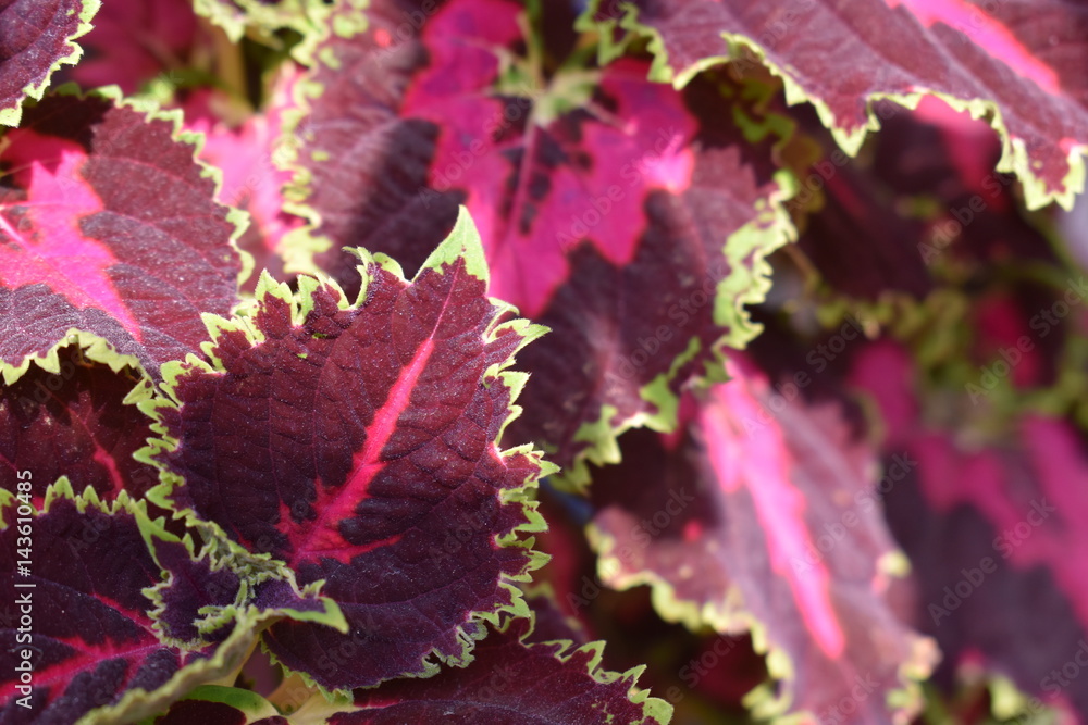 hoja de color morado Stock Photo | Adobe Stock