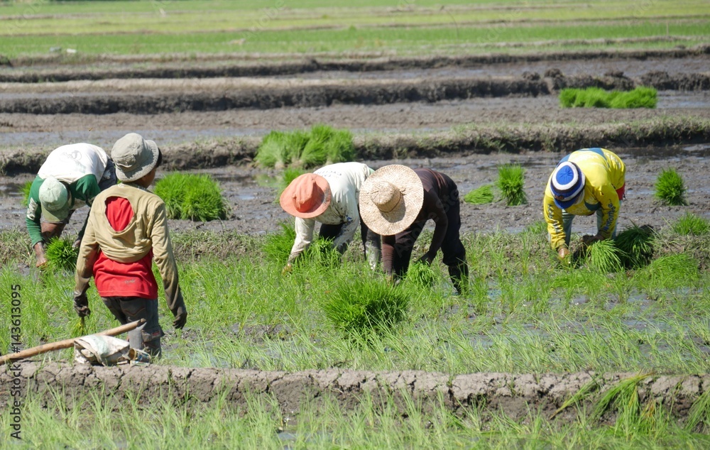 Rice planting, Philippines Stock Photo | Adobe Stock