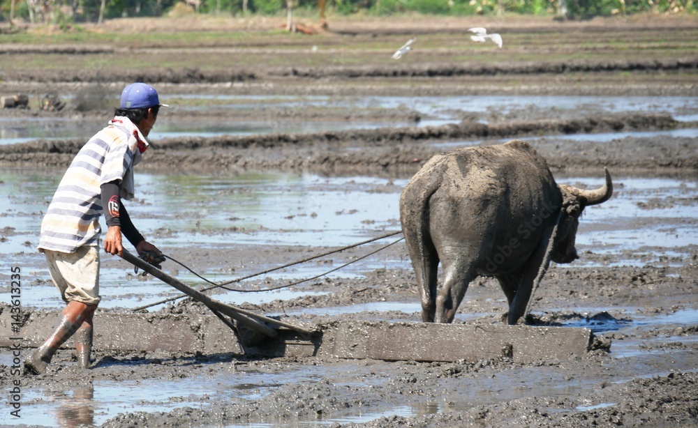 Farmer and carabao at work, Philippines A farmer plows the ricefield ...