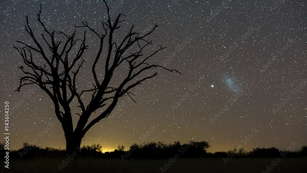 A scenic static night timelapse of a dead Acacia tree with the Milky ...