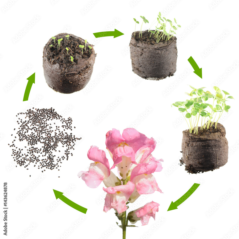 The Life Cycle Of Flowering Seed Plants | Best Flower Site