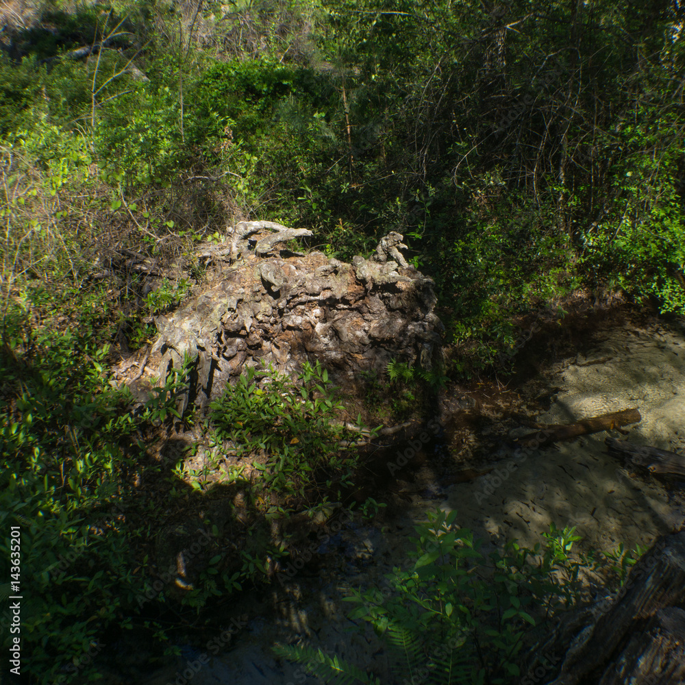 Tree Root Wad foto de Stock | Adobe Stock