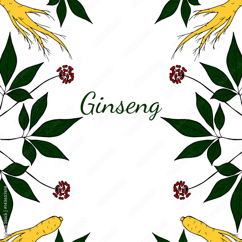 Root and leaves panax ginseng, sketch style. Hand draw vintage ...