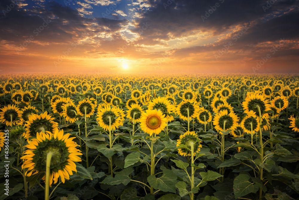 One Flower In A Field