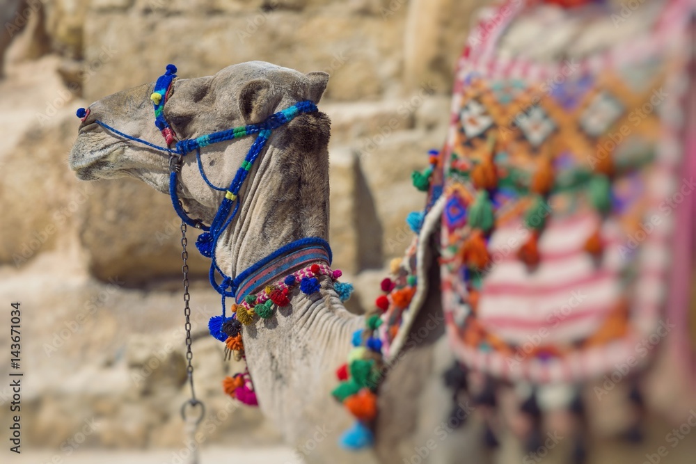 Egyptian Camel at Giza Pyramids background. Tourist attraction ...
