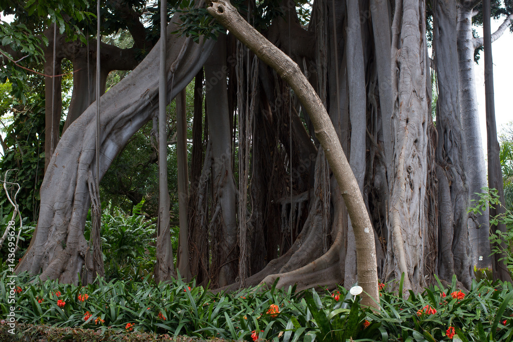 Ficus macrophylla big tree. Aerial roots, with column support ...