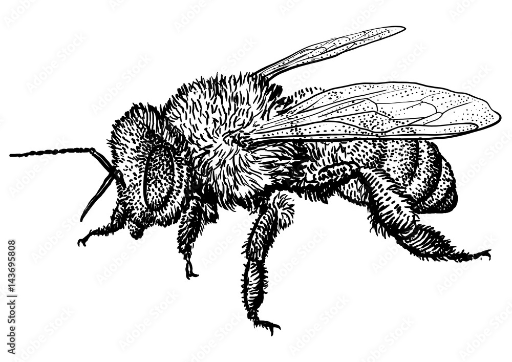 Bee illustration, drawing, engraving, ink, line art, vector Stock ...