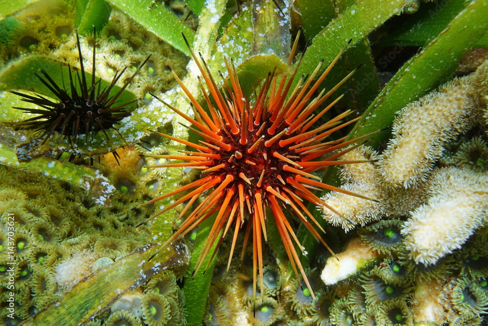 Sea urchin Echinometra viridis underwater on a shallow seabed, commonly ...