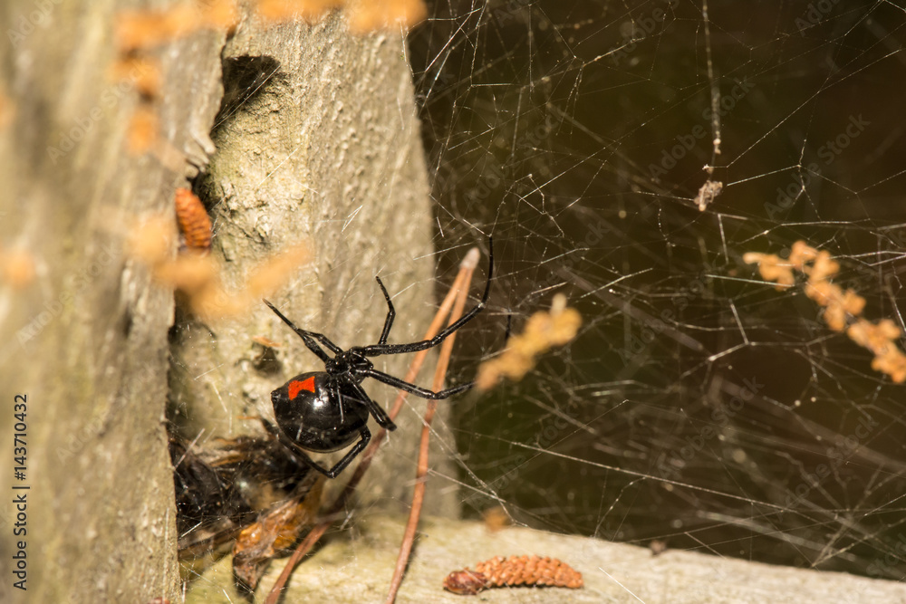 Black Widow Spider Stock Photo | Adobe Stock