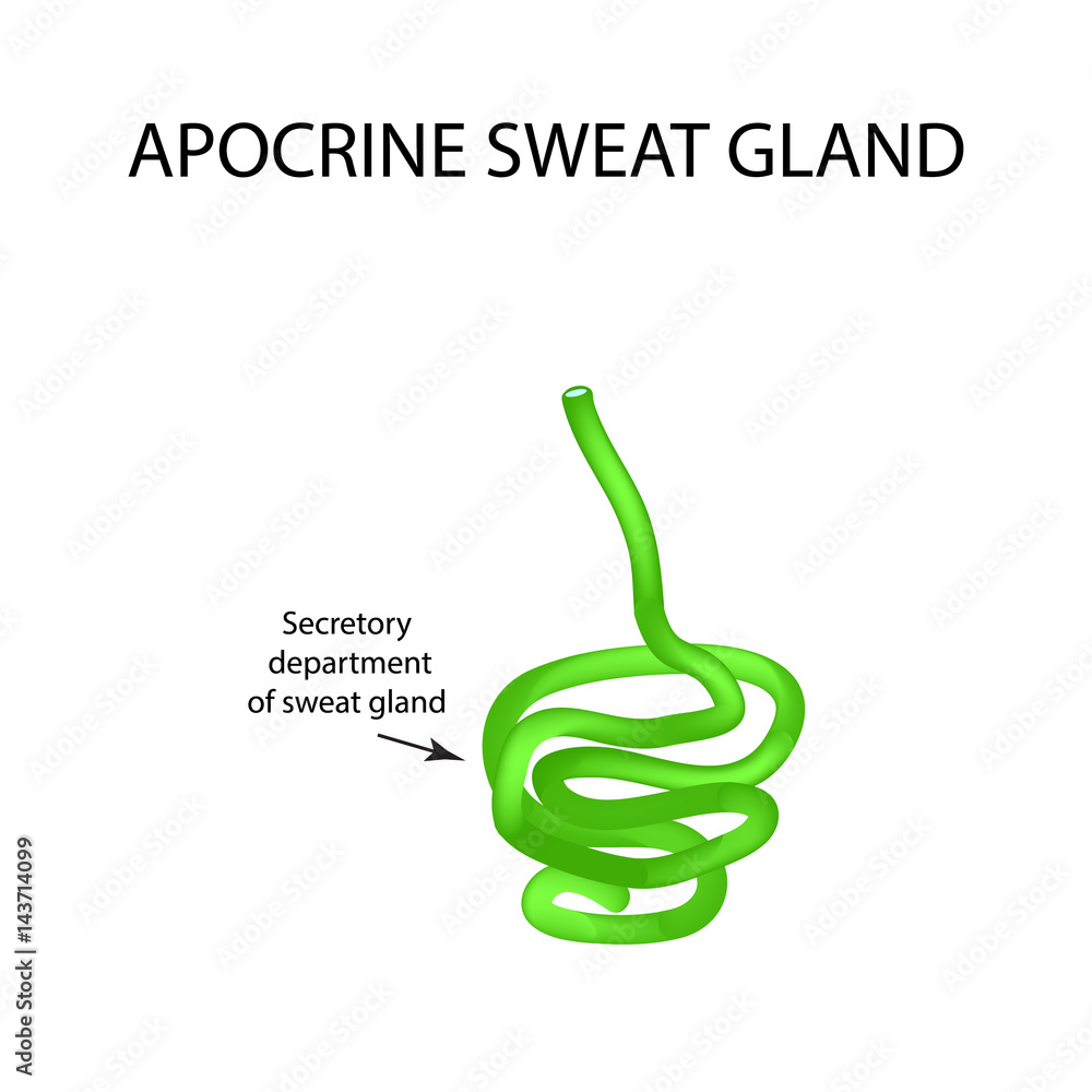 Structure Apocrine sweat gland. Infographics. Vector illustration on ...