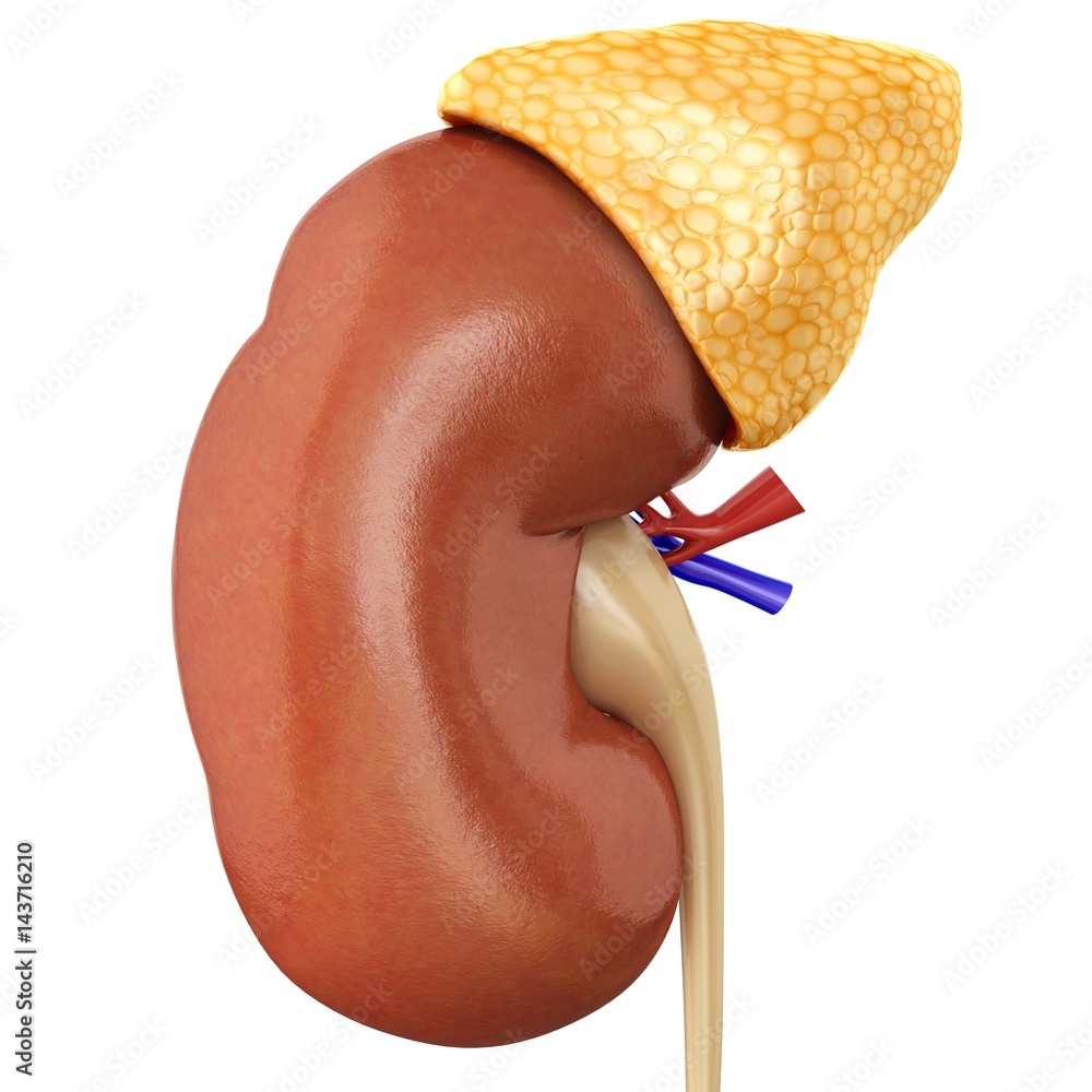 Human kidney, illustration Stock Photo | Adobe Stock