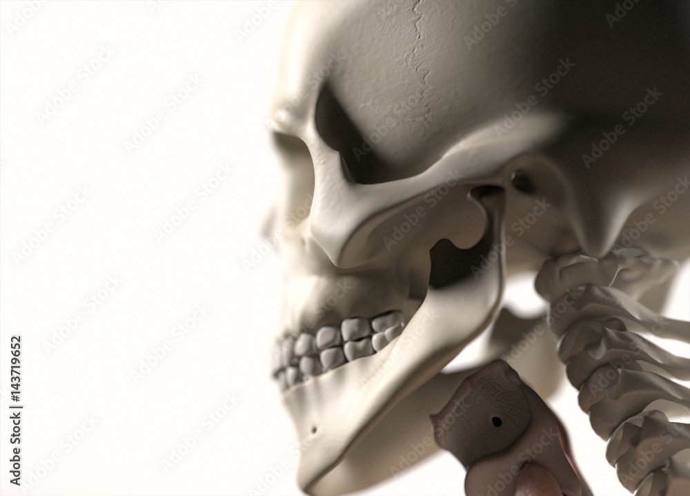 Anatomy body human. Skull, head and jaw. Skeletal system. 3d ...