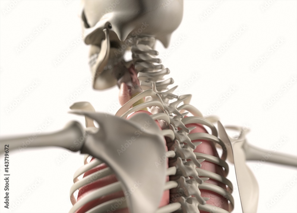 Human Spine Neck