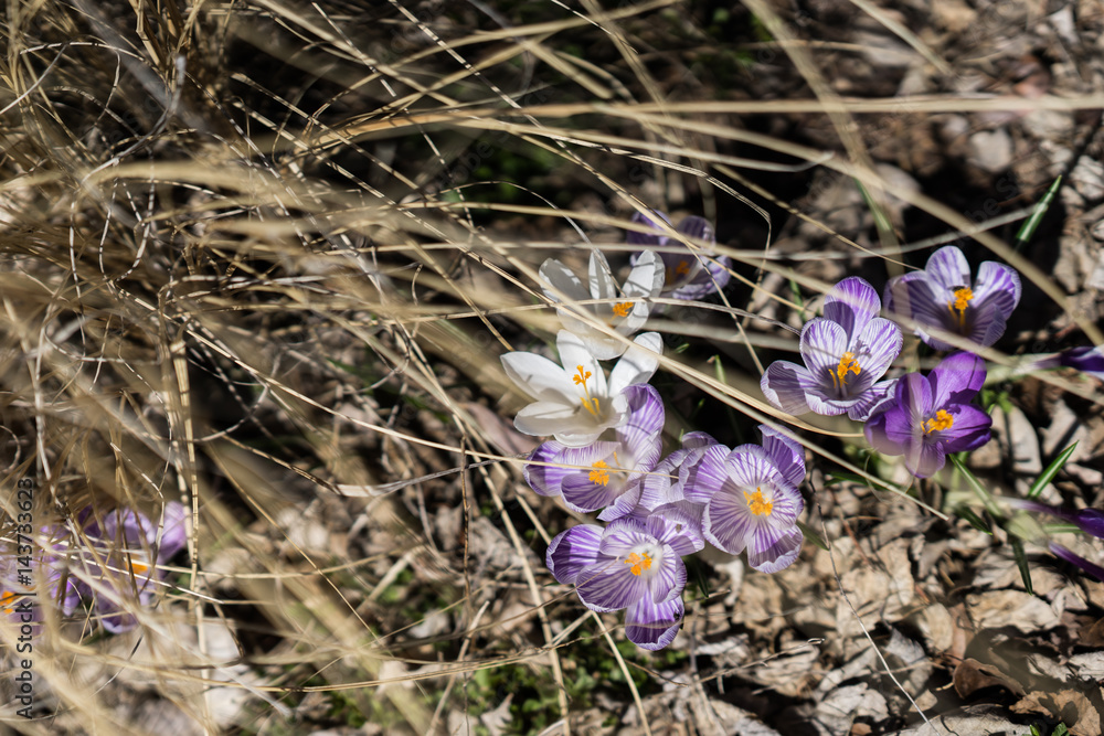 Beautiful bright day in early spring, sun-lit clearing in the forest ...