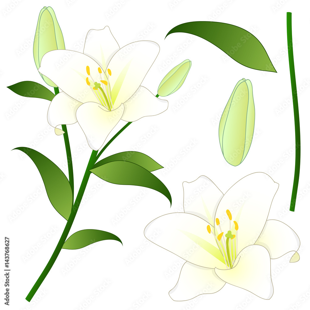 Italian Lily National Flower