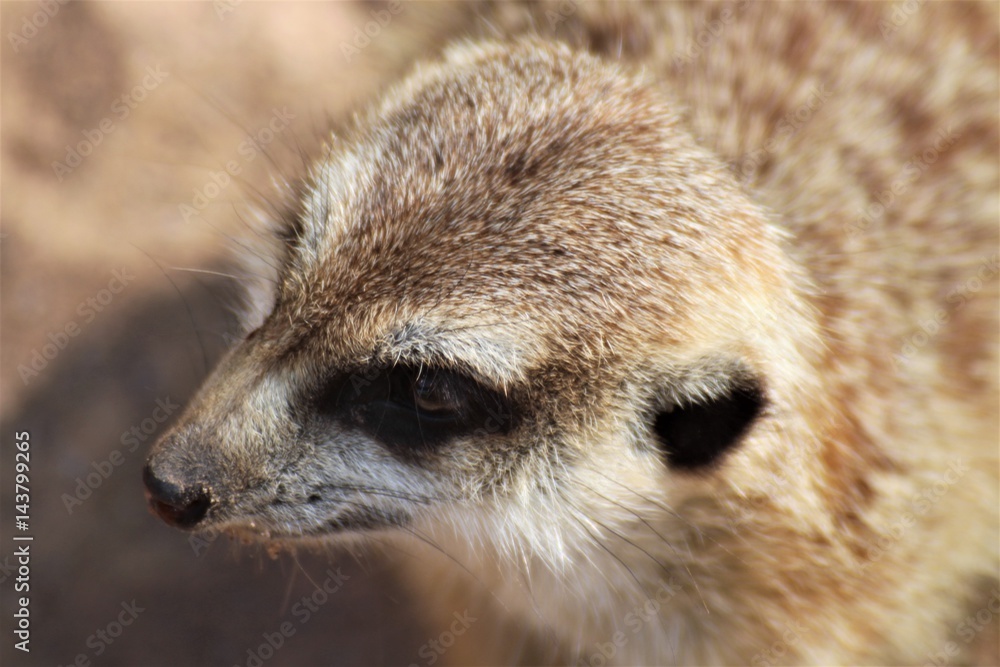 An image of a meerkat Stock Photo | Adobe Stock