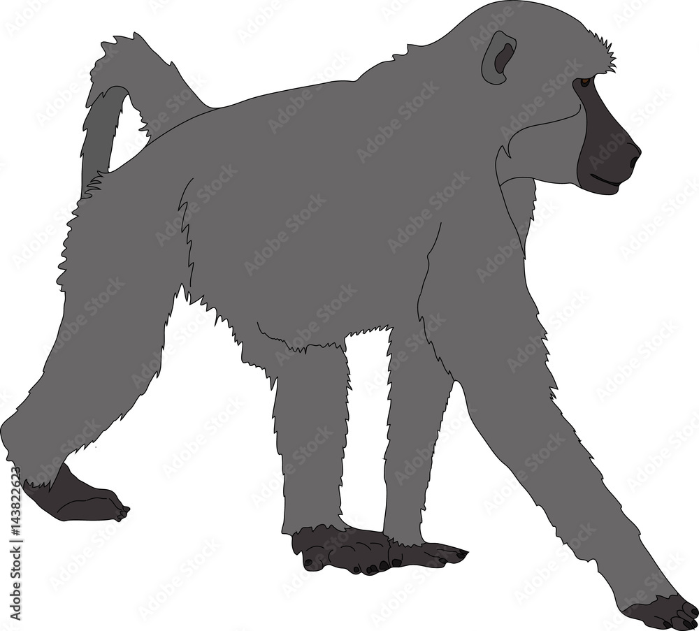 hand drawn portrait of a wild baboon - colored vector Illustration ...