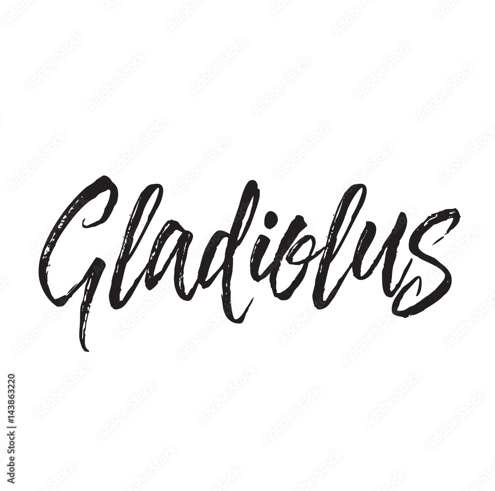 gladiolus, text design. Vector calligraphy. Typography poster. Stock ...