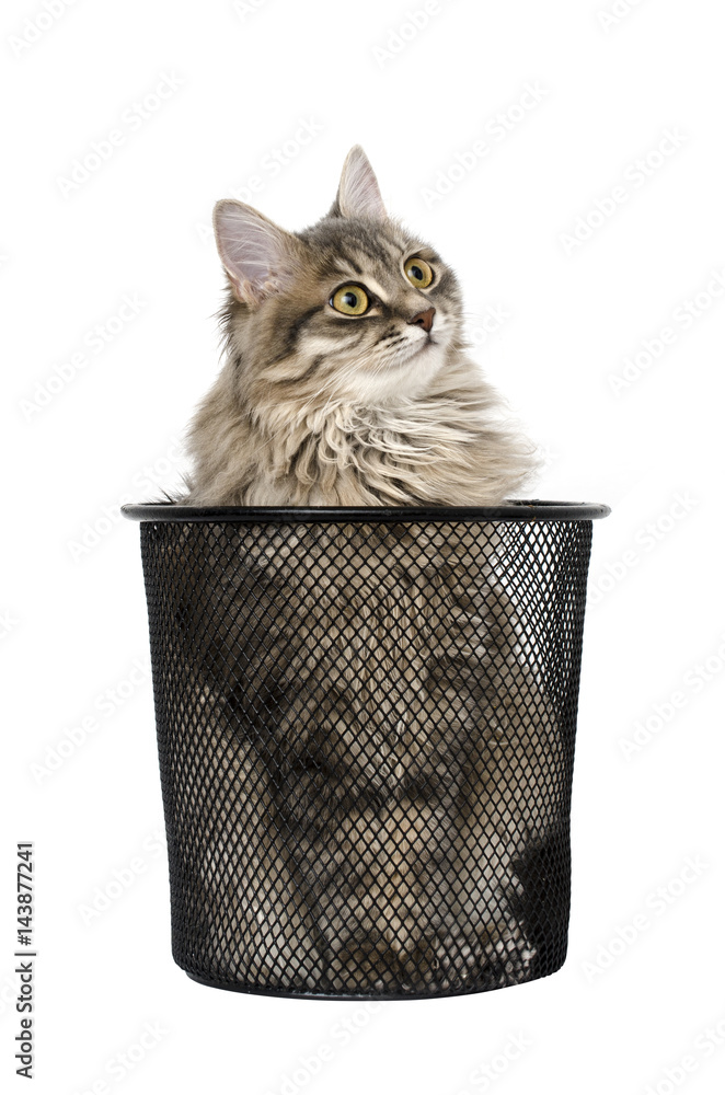 cat in black rubbish steel waste bin Stock Photo | Adobe Stock