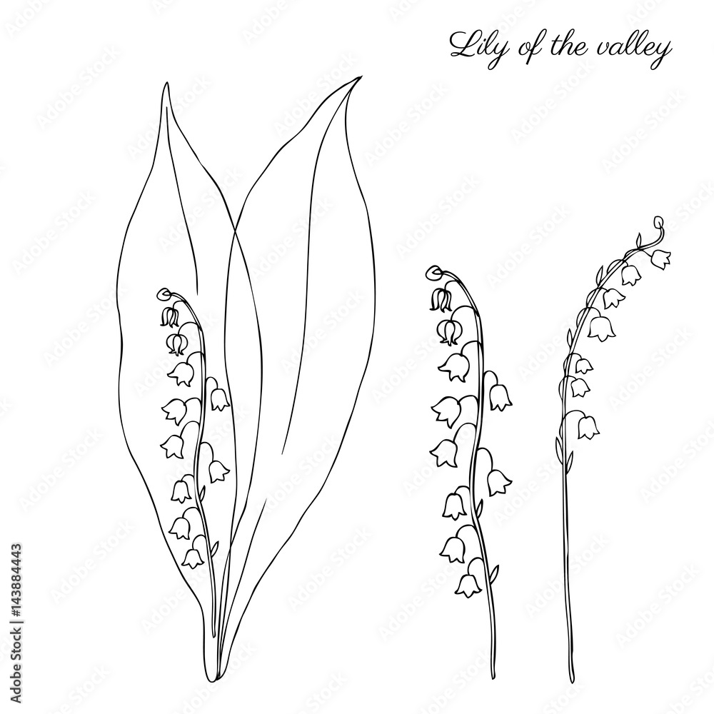 Lily of the valley, Convallaria flower, muguet isolated on white ...