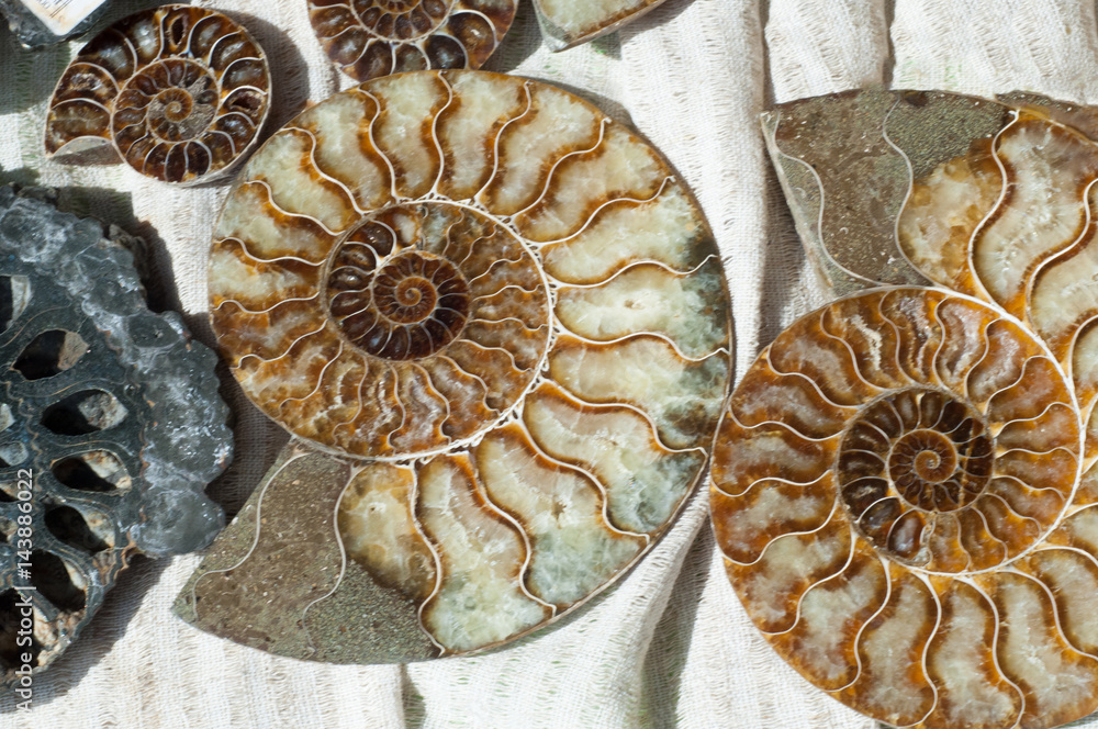 Mold Fossil