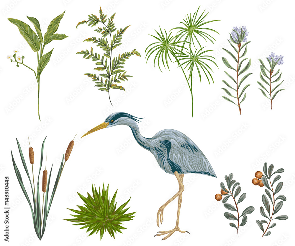 Heron bird and swamp plants. Marsh flora and fauna. Isolated elements ...