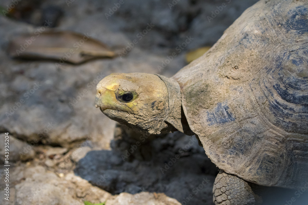 Image of a turtle head on nature background. Amphibians animals. Stock ...
